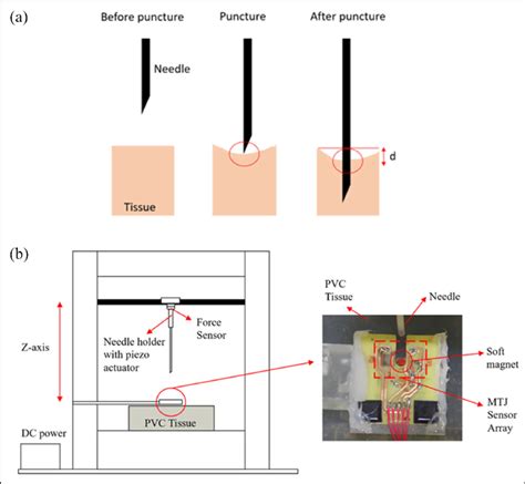 A The Schematic Representation Of The Tissue Deformation From Three