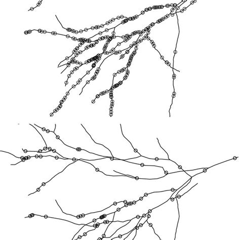 Dendritic Spine Data One Branch Of The Dendritic Tree Of A Neuron