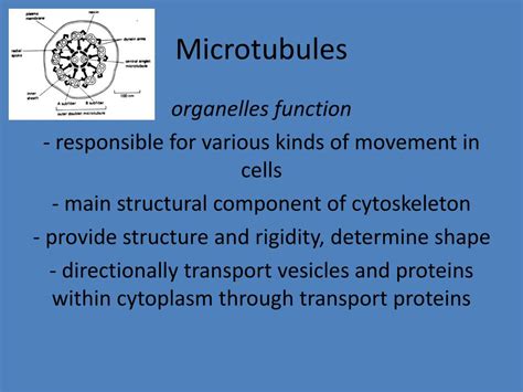 Ppt Cytoskeleton Powerpoint Presentation Free Download Id 1443920