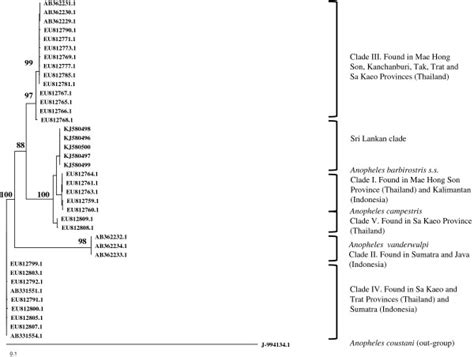 Maximum Likelihood Tree Created From Its2 Sequence Data 580 Bp Using Download Scientific