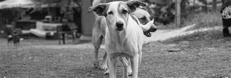 НОВИНИ Общински приют за безстопанствени кучета Бургас