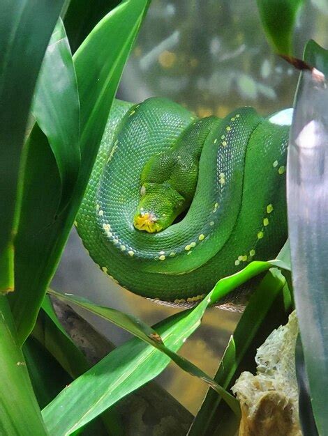 Premium Photo Green Tree Python Waiting