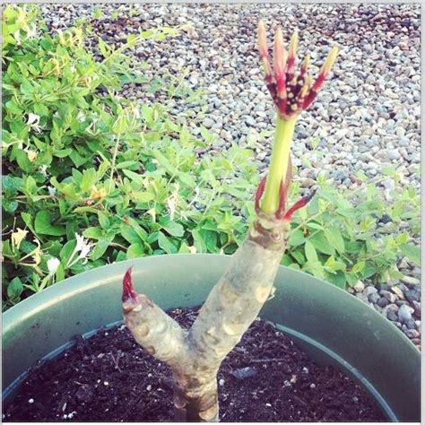 Plumeria Rooting Growing In The Plumeria Forum