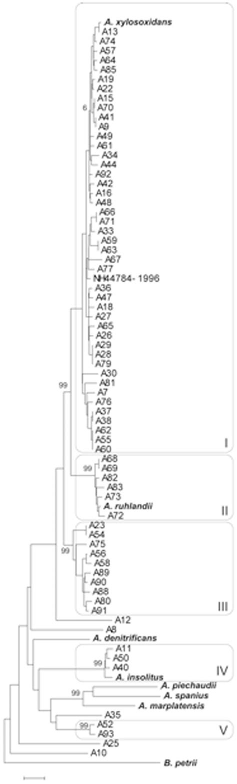 Phylogenetic Tree Neighbor Joining Dendrogram Showing The Relationship
