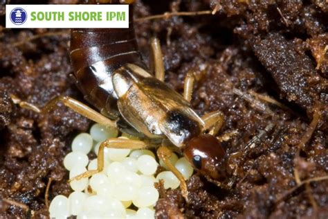 Bitten By An Earwig Heres What To Do