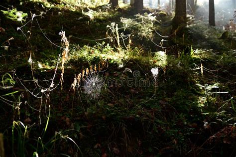 Frost Cobweb In A Cold Solar Morning Stock Image Image Of Frosty Autumn 137712641