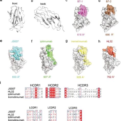 Binding Blocking And T Cell Activating Characteristics Of Js007 A