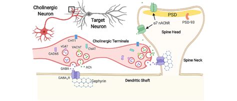 Schematic Of Septal Hippocampal Co Cultured Neurons And Synapses Download Scientific Diagram