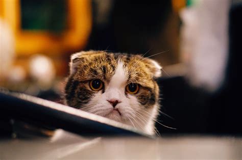 How To Fix React Error Rendered Fewer Hooks Than Expected By Jon