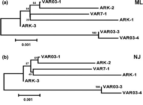 Phylogenetic Analysis Of Non Pathogenic Agrobacterium Vitis Strains