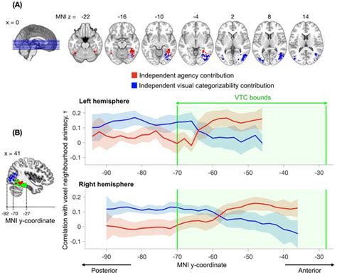 Figures And Data In The Nature Of The Animacy Organization In Human Ventral Temporal Cortex Elife