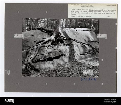Tree Identification Hemlock Eastern Photographs Relating To National Forests Resource