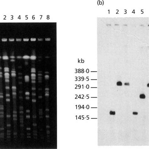 Pfge Of The Restriction Enzyme Digested Genomic Dna Of V Download