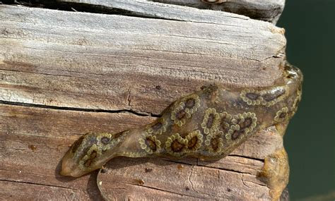 What Is This Slimy Blob Thing R Biology