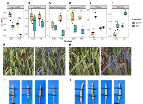 Effects Of Canopy Shading On Agronomic Traits And Canopy Download Scientific Diagram