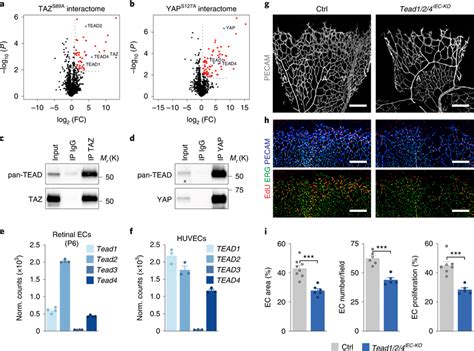Teads Are Redundant Transcriptional Effectors Of Endothelial Yaptaz