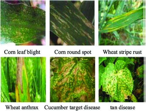 Crop Disease Leaf Images Download Scientific Diagram