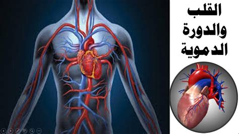 إعرف تركيب القلب وكيفية عمل الدورة الدموية داخل جسم الانسان Youtube