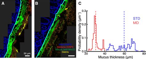 Quantitative Imaging Of Gut Microbiota Spatial Organization Cell Host And Microbe