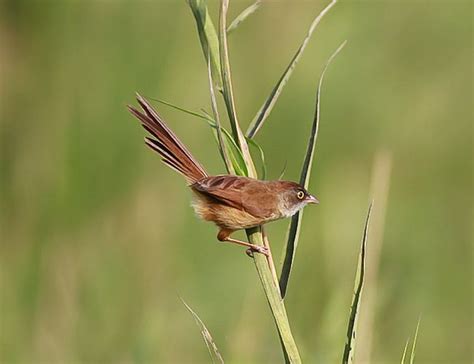 Jerdons Babbler Alchetron The Free Social Encyclopedia
