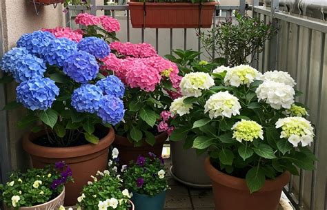 Hortensias En Maceta Guía Completa De Cuidados Y Floración Trucos De