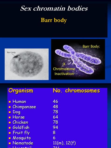 Sex Chromatin Bodies Barr Body Pdf Cell Biology Reproduction