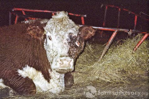 Beef Neg000836 1 Beef Cattle On The Range Often Develop “c… Flickr