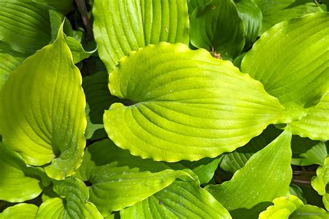 Hosta „holar Sunset Python” Funkia Sadzawkapl