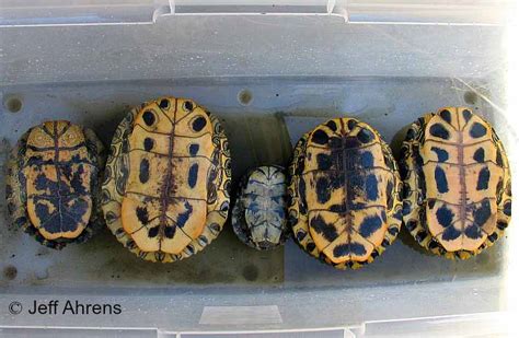 How To Tell If Your Box Turtle Is Male Or Female Pictures