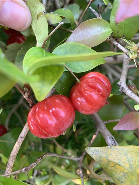 Florida Wild Cherries Natural Beauty Of Natures Fruit