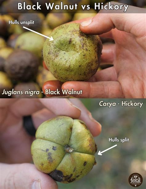 Black Walnut Gathering Cleaning Cracking And Benefits