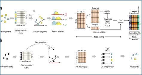 Researchers Use Scrna Seq And Machine Learning Algorithms To ‘fingerprint Human Cells Rna Seq