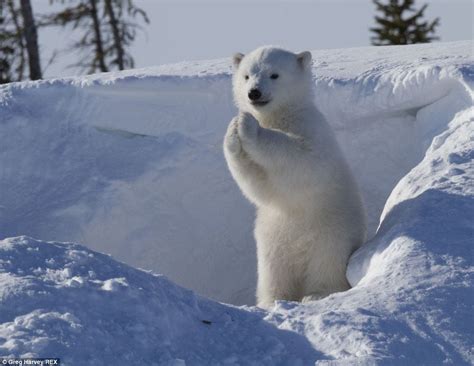 Language A Human Construct Or Universal By Benny Truska