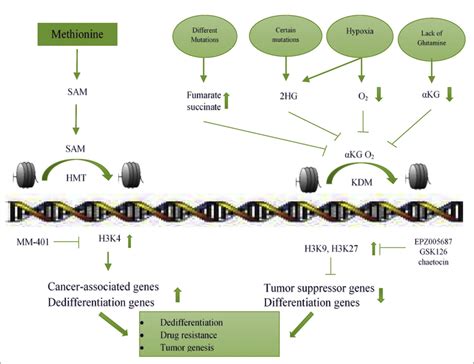 Role Of Different Agents And Their Fluctuations Including Genetic Download Scientific Diagram