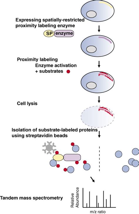 Proximity‐dependent Labeling Methods For Proteomic Profiling In Living