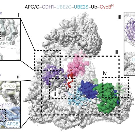 Nature Structural And Molecular Biology Publication By The Brown Lab