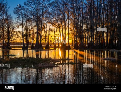 Caddo Lake Is A Lake And Wetland Located On The Border Between Texas