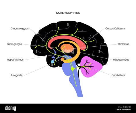 Norepinephrine In The Brain