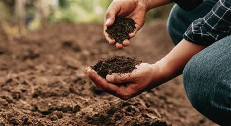 How To Amend Clay Soil And How To Avoid Making It Worse Soil Starter