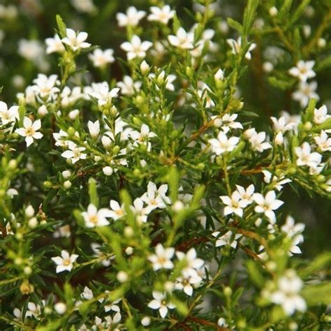 Coleonema Album Breath Of Heaven A4dibble Plants