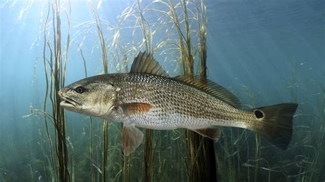 Tampa Us Bewohner Werden Wegen Fisch Sex Wahnsinnig Heute At