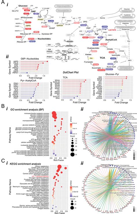 Aml‐cocultured N‐hmscs Exhibit Alternated Gene Expression Terms Related