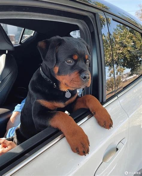 罗威纳犬到底是什么来头？ 狗狗 什么值得买
