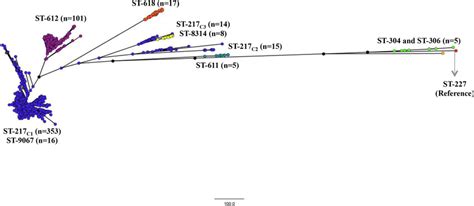 maximum likelihood phylogenetic tree based on whole genome single