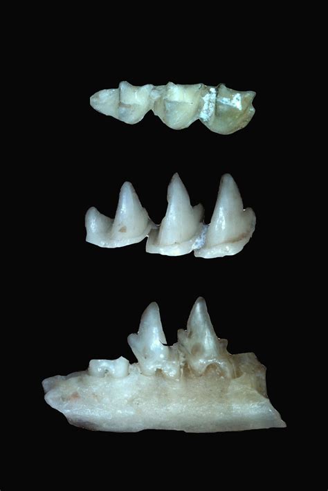 在收获蚁这种会筑丘的小昆虫帮助下 古生物学家发现10种古代哺乳动物新物种 化石网
