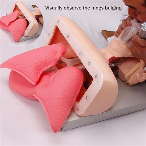 Tracheal Intubation Training Simulator Model Oral Australia Ubuy