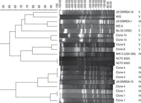 Dendrogram Based On Similarities Derived From The Unweighted Pair Group Download Scientific