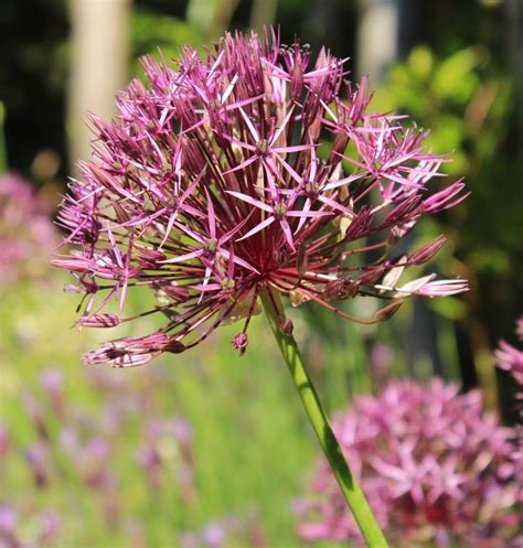 Allium Bloom Times See When Allium Bulbs Flower Infographic