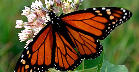 Origin Of Monarch Butterfly Monarch Watch Monarch Tagging Program Nipom