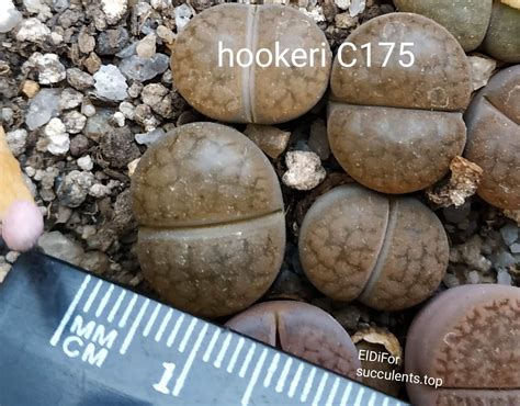 Lithops Hookeri C175 — Cactus Shop